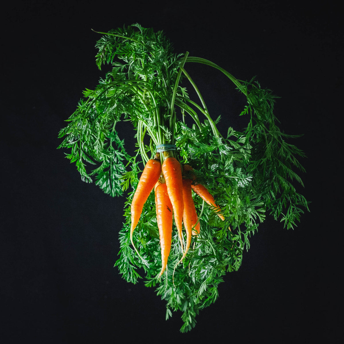 Root Crops – Rose Creek Farms