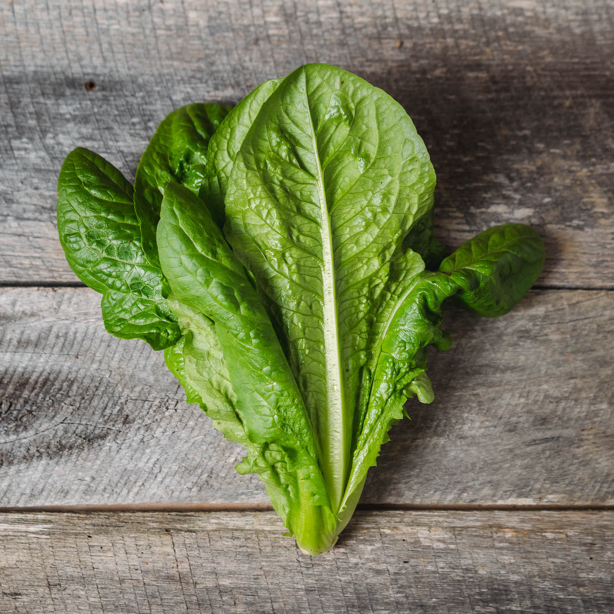 Lettuce - Romaine (head) – Rose Creek Farms