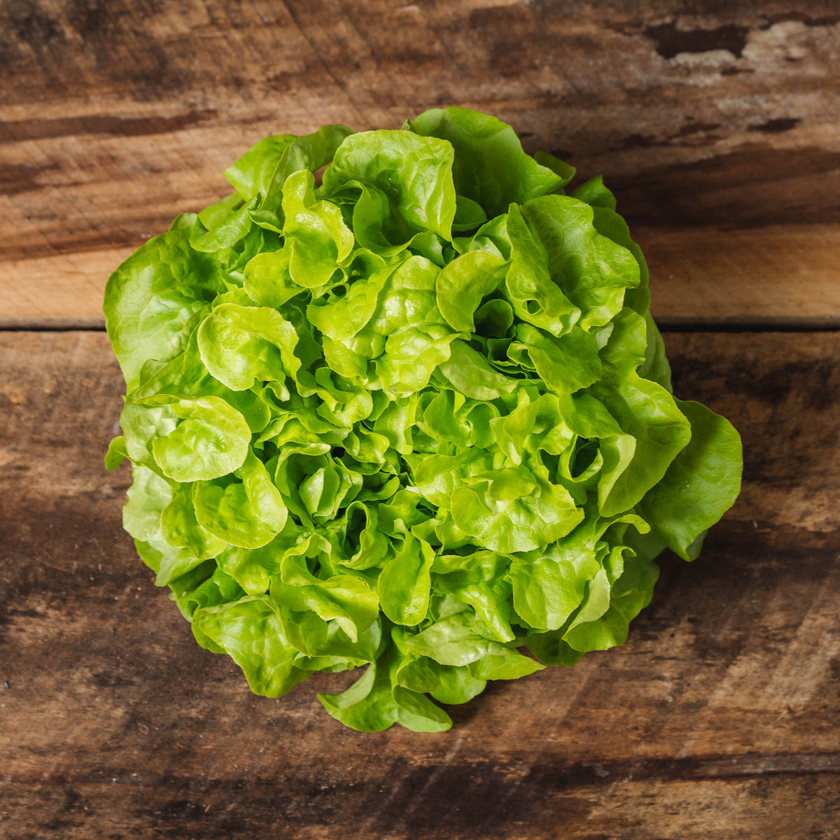 Lettuce - Panisse (head) – Rose Creek Farms