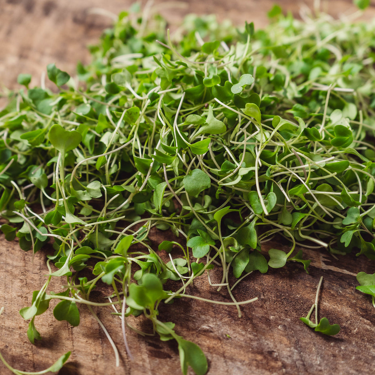 Micro Broccoli – Rose Creek Farms